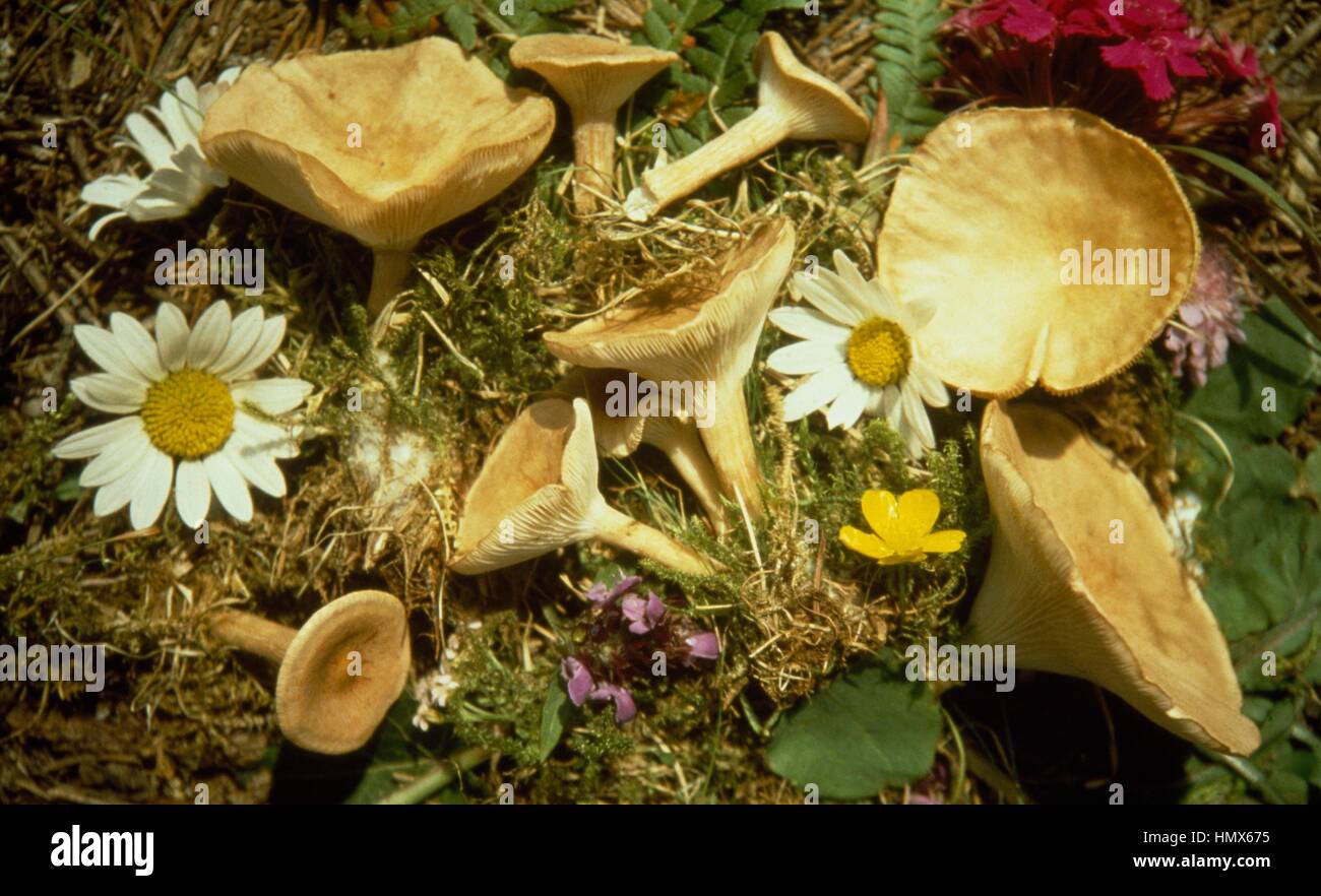 Common Funnel Cap (Clitocybe infundibuliformis), Tricholomataceae Stock ...