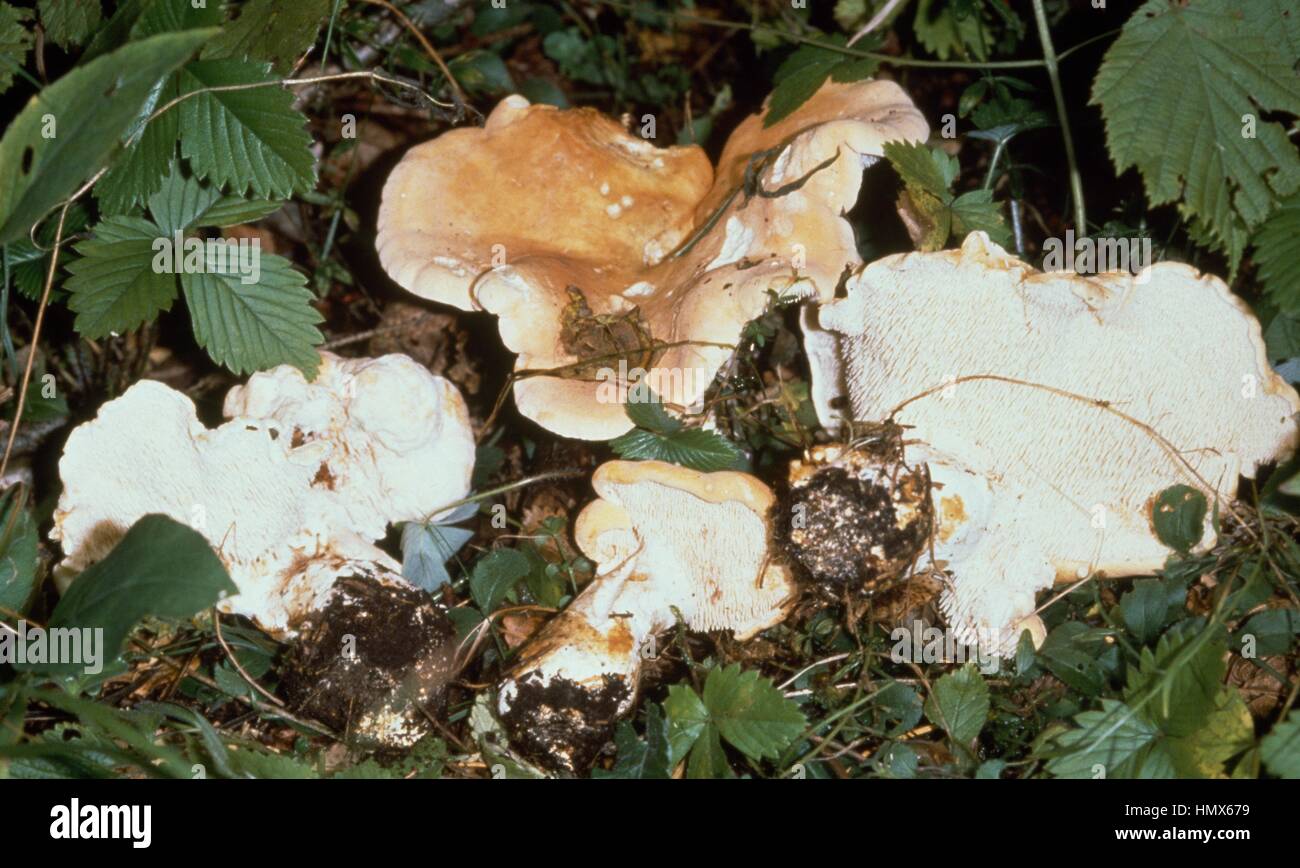 Wood Hedgehog or Hedgehog mushroom (Hydnum repandum), Hydnaceae Stock ...
