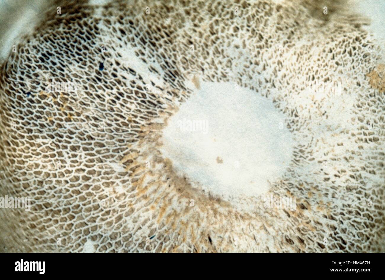 Spore print hi-res stock photography and images - Alamy
