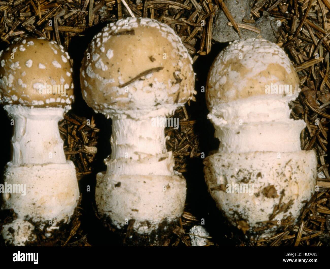 Panther cap or False Blusher (Amanita Pantherina), Amanitaceae Stock ...