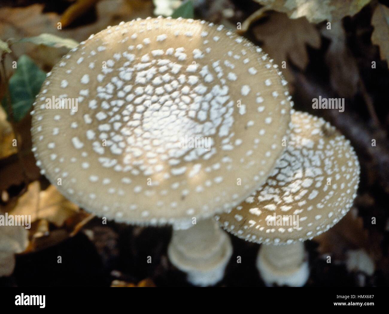 Panther cap or False Blusher (Amanita Pantherina), Amanitaceae Stock ...