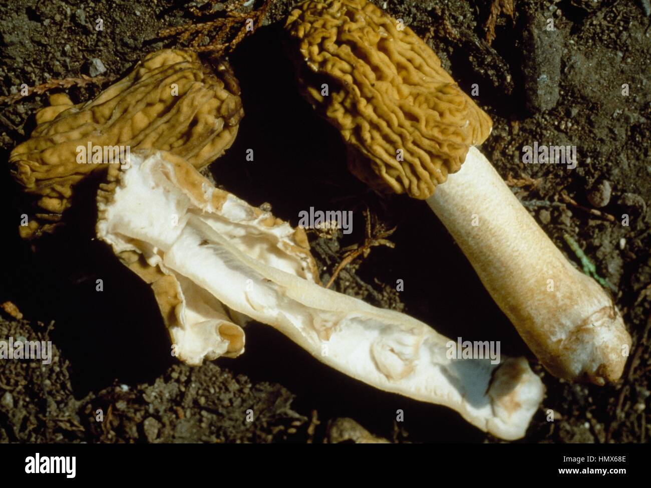 Early morel hi-res stock photography and images - Alamy