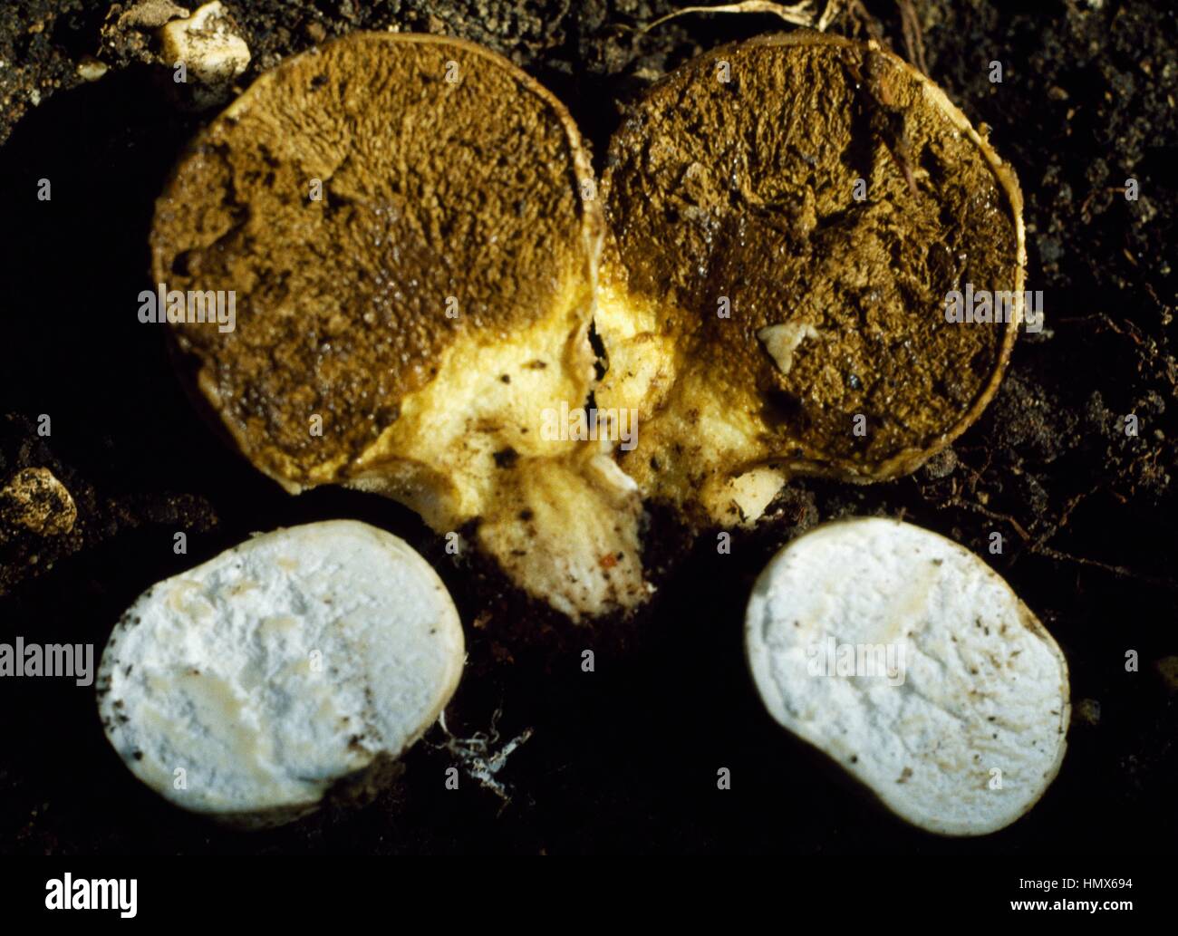 Sections common puffball hi-res stock photography and images - Alamy