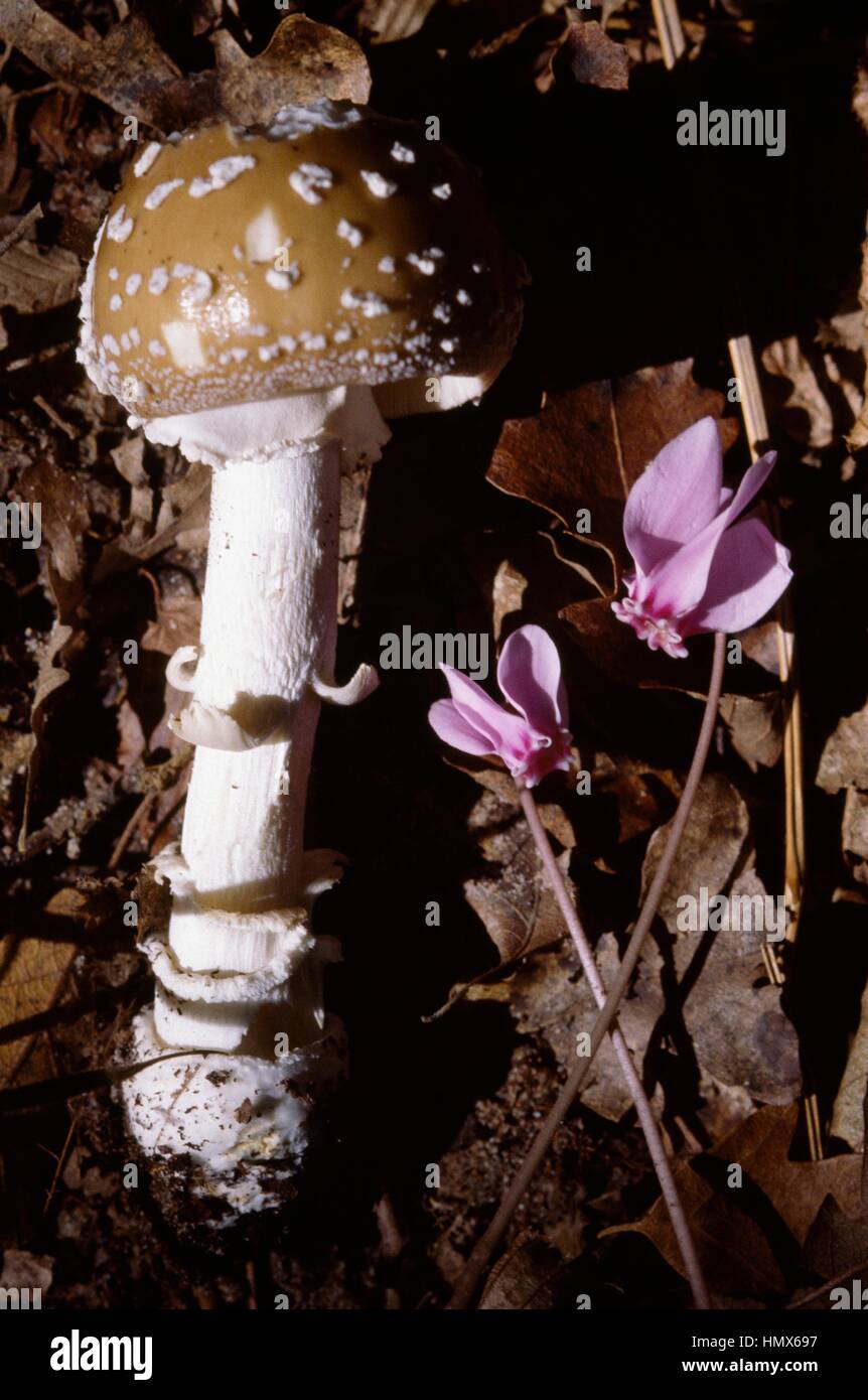 Panther cap or False Blusher (Amanita Pantherina), Amanitaceae Stock ...