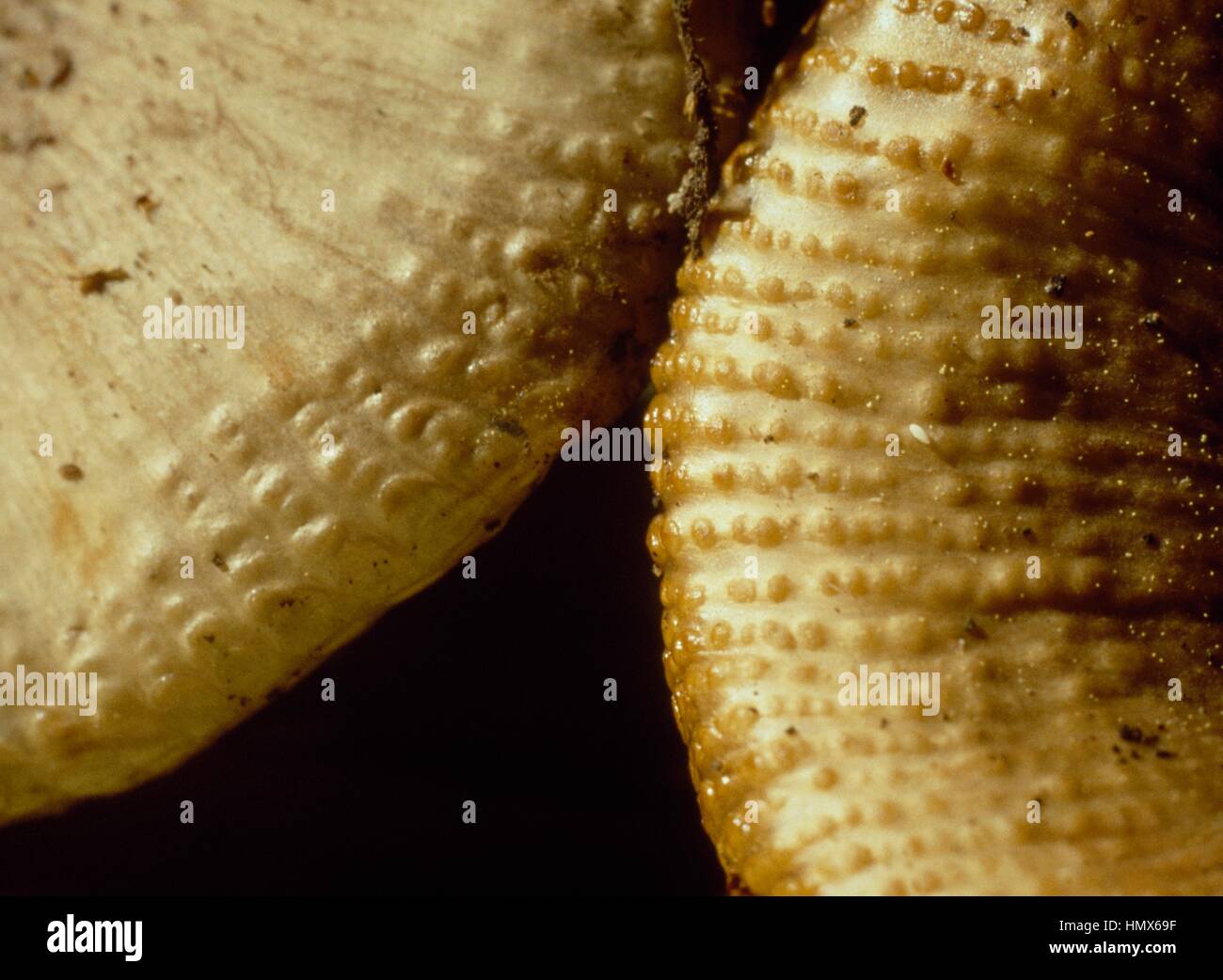 Detail of the tuberculate edges of a Russula pectinata, Russulaceae ...