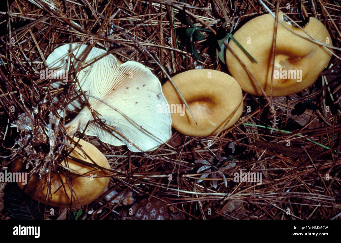 Examples of Clitocybe inversa or Lepista inversa, Tricholomataceae ...