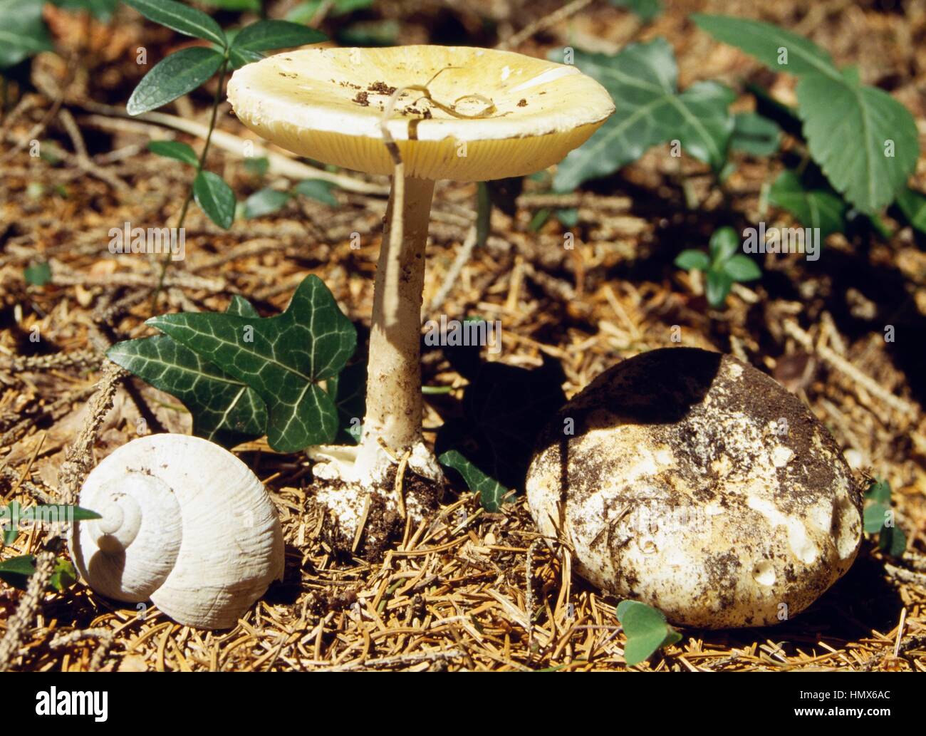 Death cap (Amanita phalloides), Amanitaceae Stock Photo - Alamy