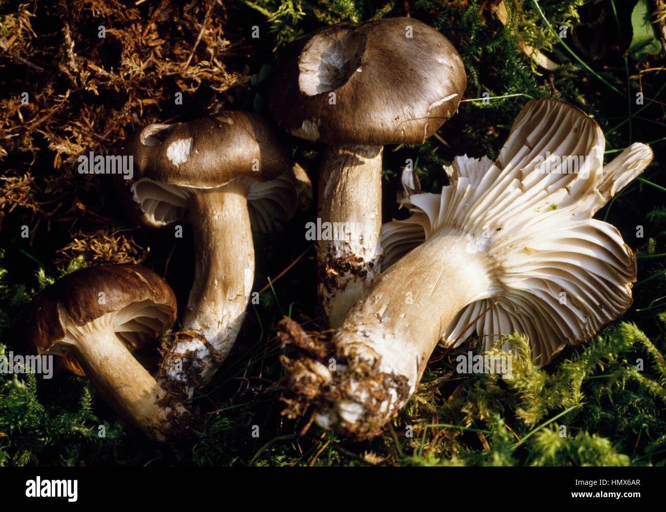 Hygrophorus atramentosus hi-res stock photography and images - Alamy