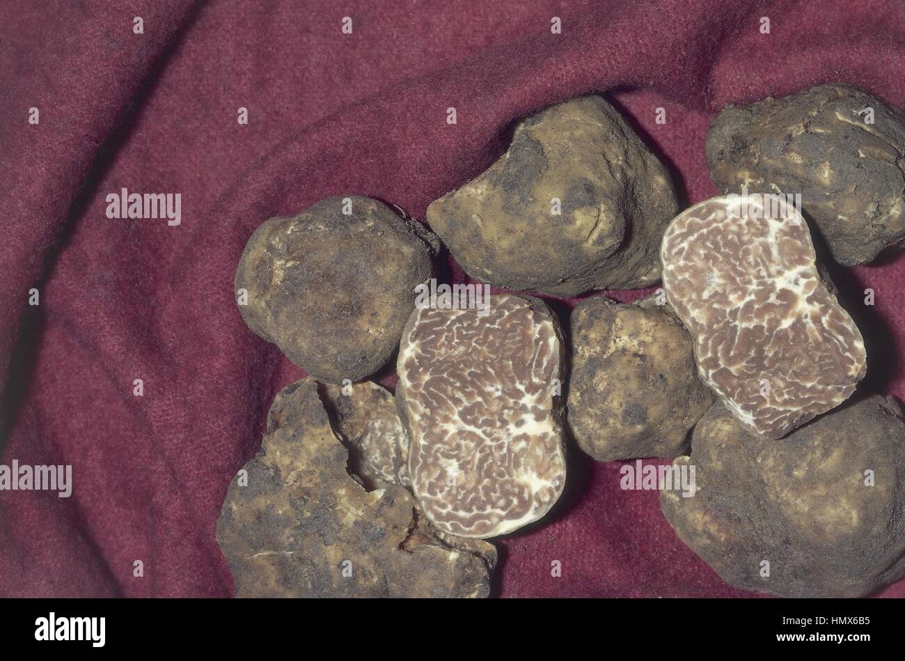 White truffle tuber magnatum tuberaceae hi-res stock photography and ...