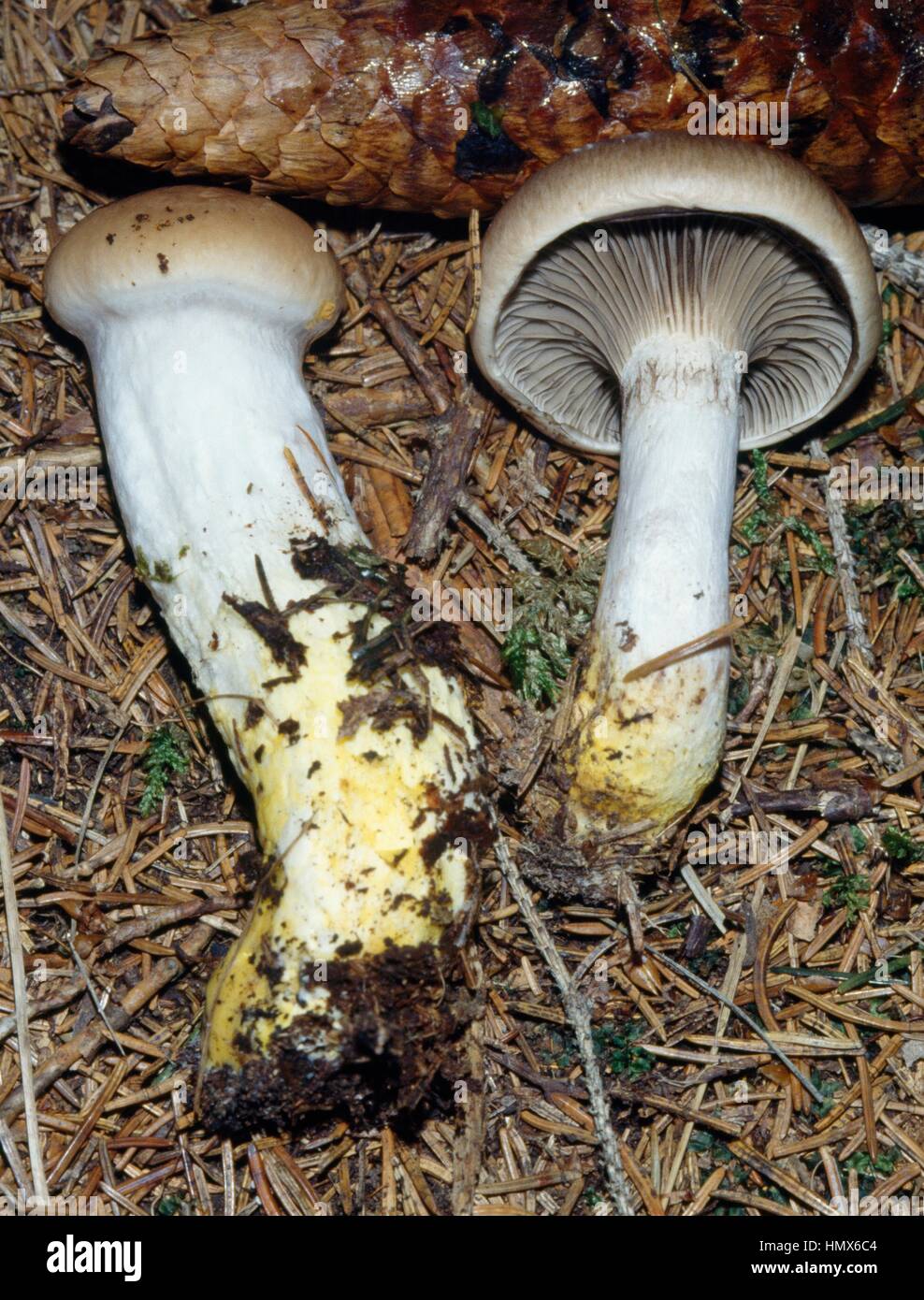 Slimy spike-cap (Gomphidius glutinosus), Gomphidiaceae Stock Photo - Alamy