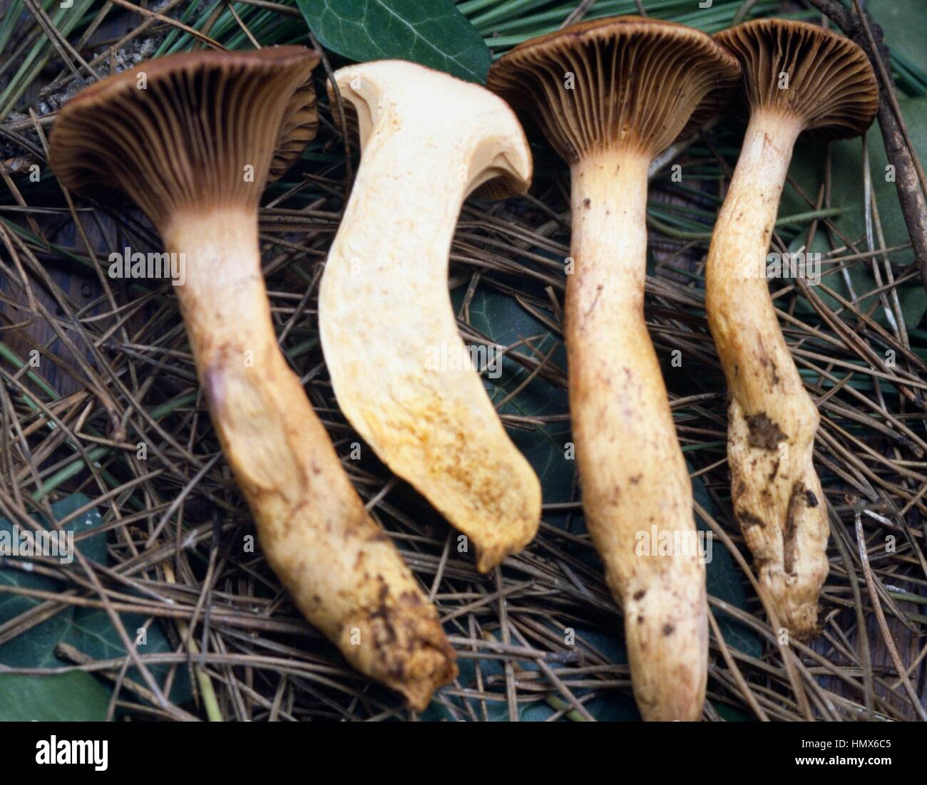 Slimy spike-cap (Gomphidius glutinosus), Gomphidiaceae Stock Photo - Alamy