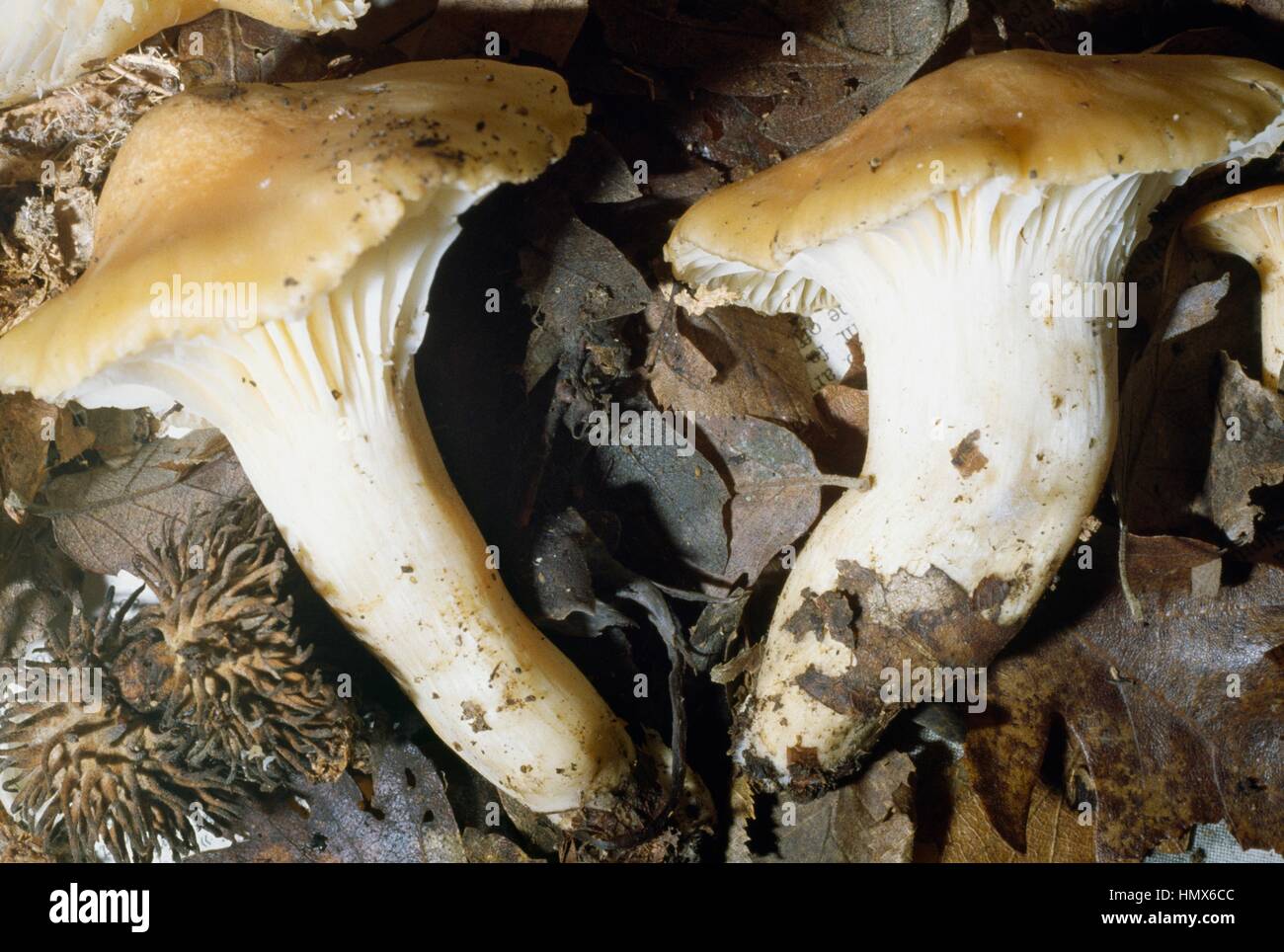 Meadow waxy cap hi-res stock photography and images - Alamy
