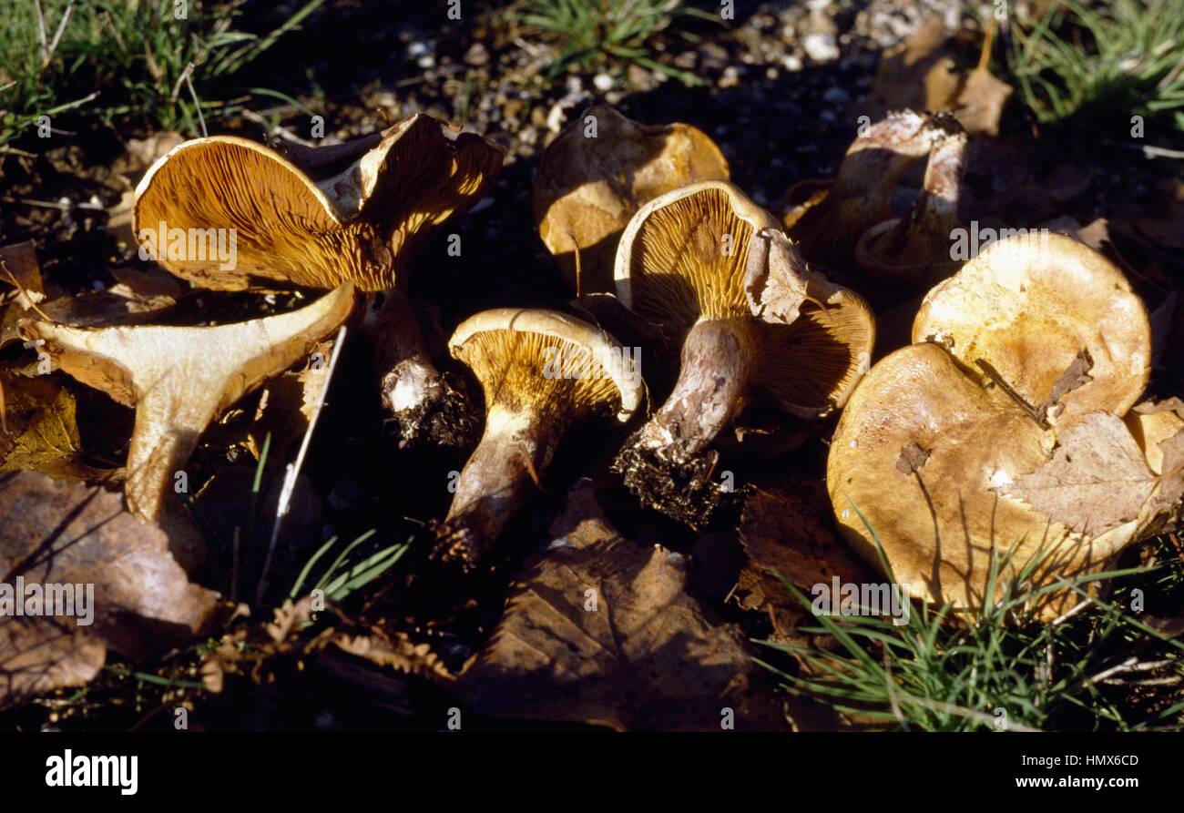 Brown roll-rim, Common roll-rim or Poison pax (Paxillus involutus ...