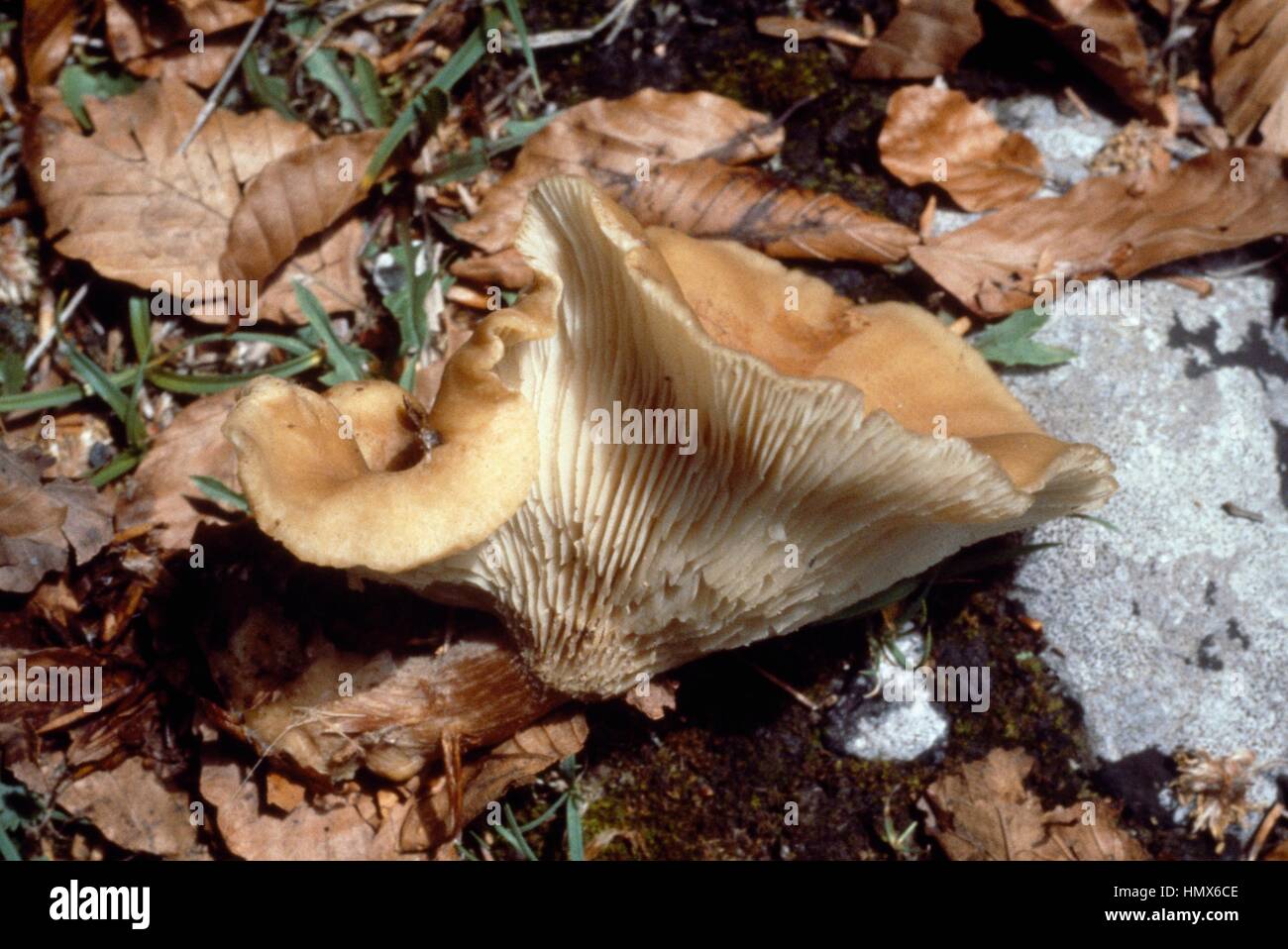 Common Funnel Cap (Clitocybe infundibuliformis), Tricholomataceae Stock ...