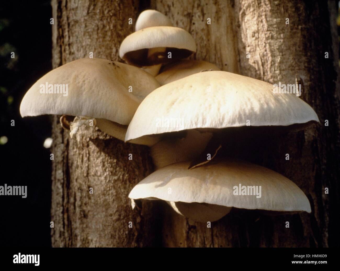 Black Poplar Mushroom (Agrocybe aegerita), Bolbitiaceae Stock Photo - Alamy