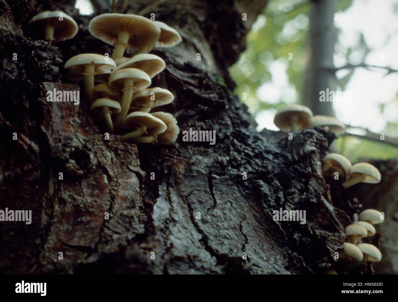 Black Poplar Mushroom (Agrocybe aegerita), Bolbitiaceae Stock Photo - Alamy