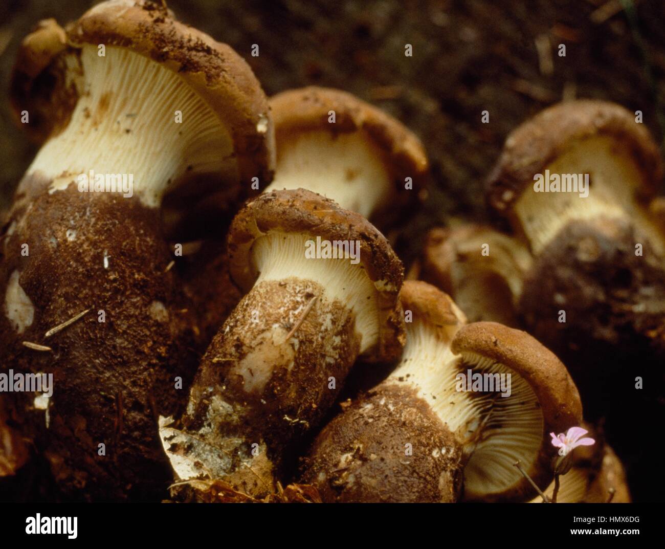 Velvet roll-rim or Velvet-footed pax (Paxillus atrotomentosus or ...