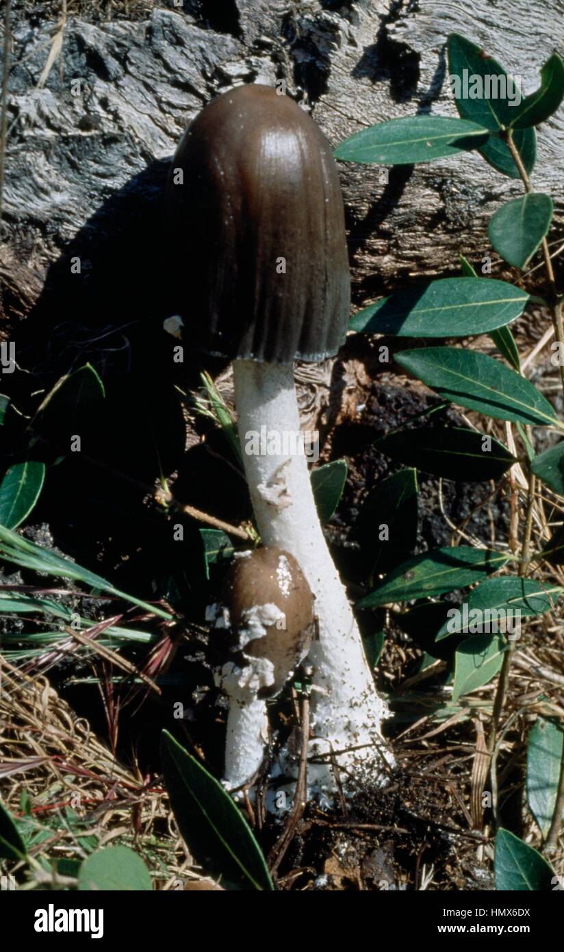 Magpie Fungus (Coprinus picaceus), Coprinaceae Stock Photo - Alamy