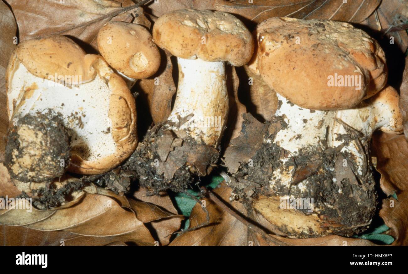 Albatrellus hi-res stock photography and images - Alamy