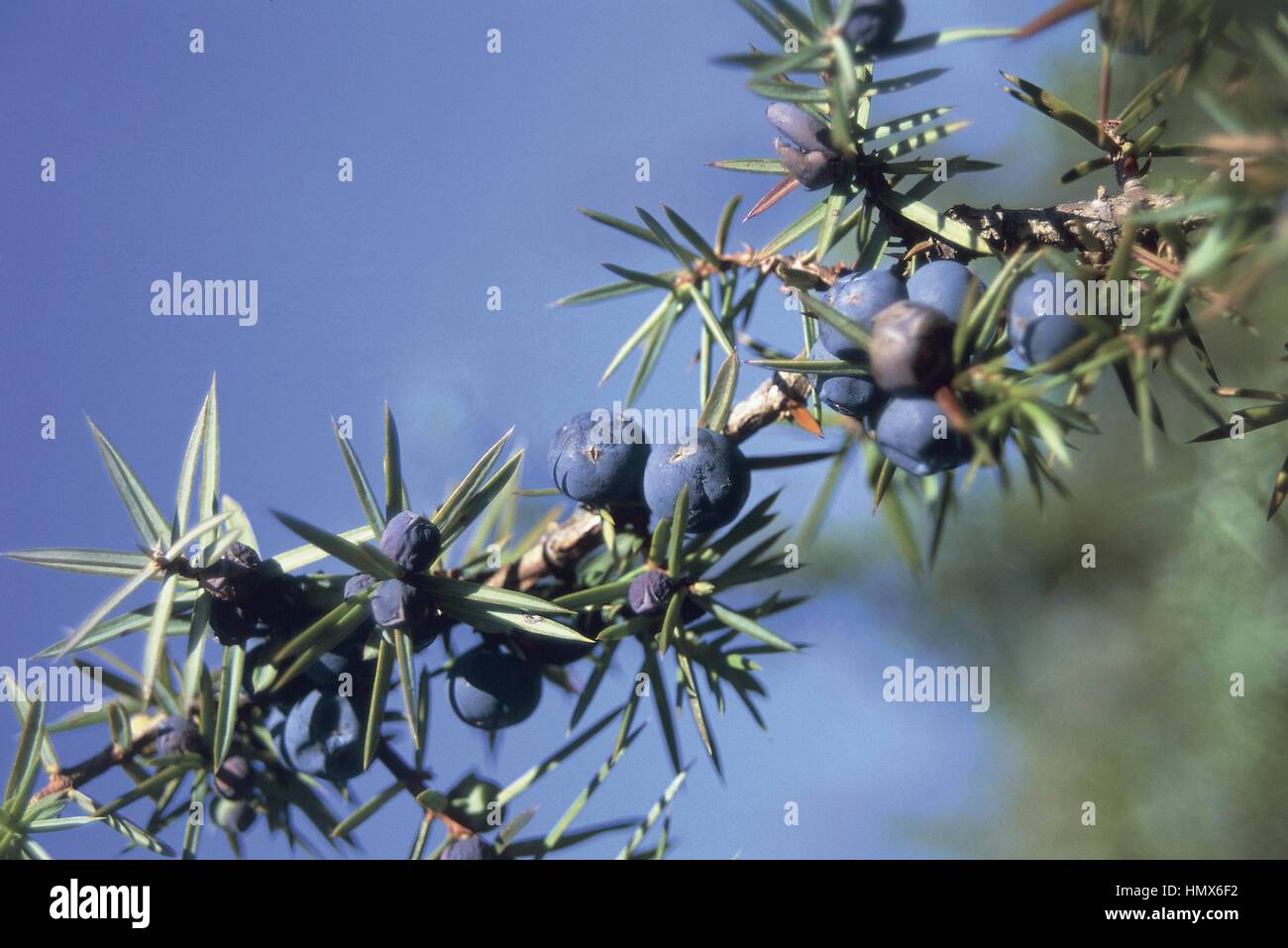 Botany - Cupressaceae - Common juniper (Juniperus communis Stock Photo ...