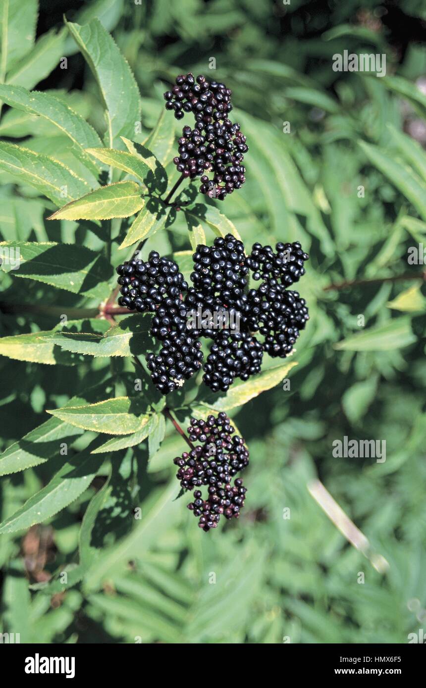 Botany - Caprifoliaceae - Common elderberry or Black elder or Bourtree ...