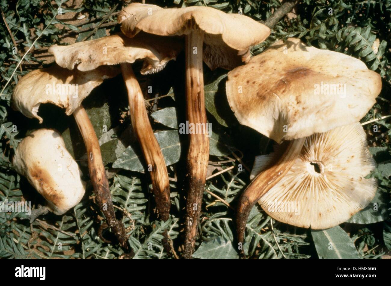 Spindle Shank (Collybia fusipes), Tricholomataceae Stock Photo - Alamy