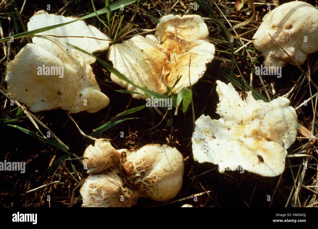 Sheep Polypore (Albatrellus ovinus), Albatrellaceae Stock Photo - Alamy