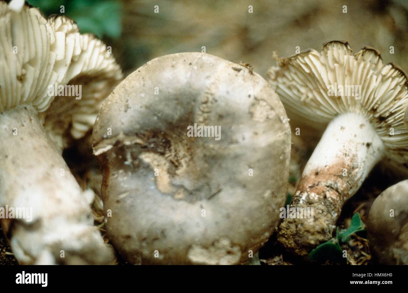 Blackening brittlegill russula nigricans russulaceae hi-res stock ...