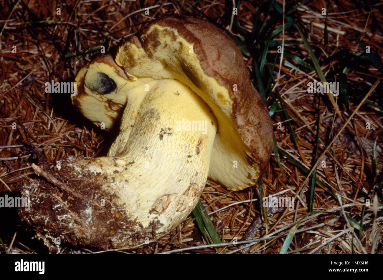 Butter bolete (Boletus appendiculatus), Boletaceae Stock Photo - Alamy