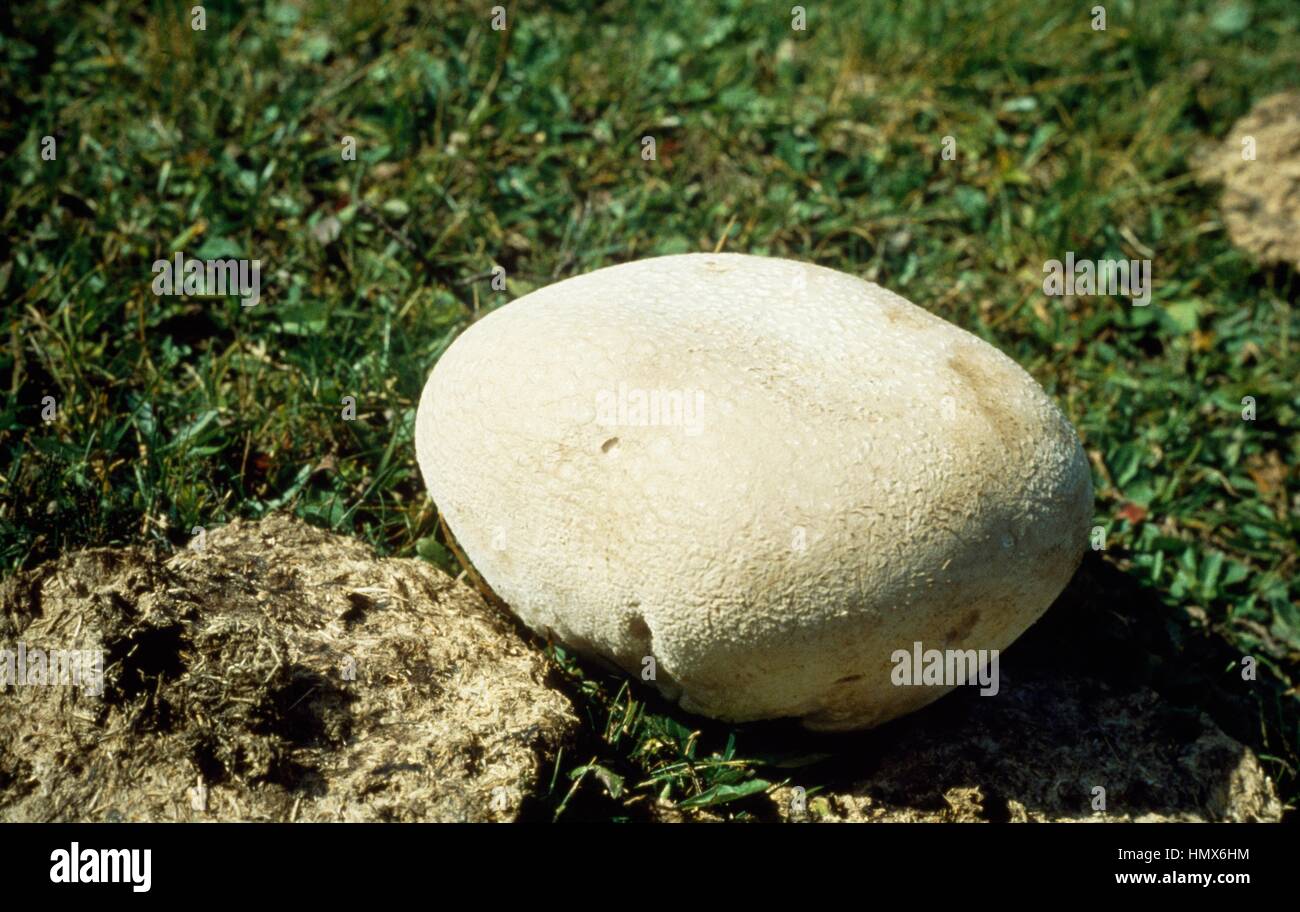 Mosaic puffball (Calvatia utriformis), Lycoperdaceae Stock Photo - Alamy