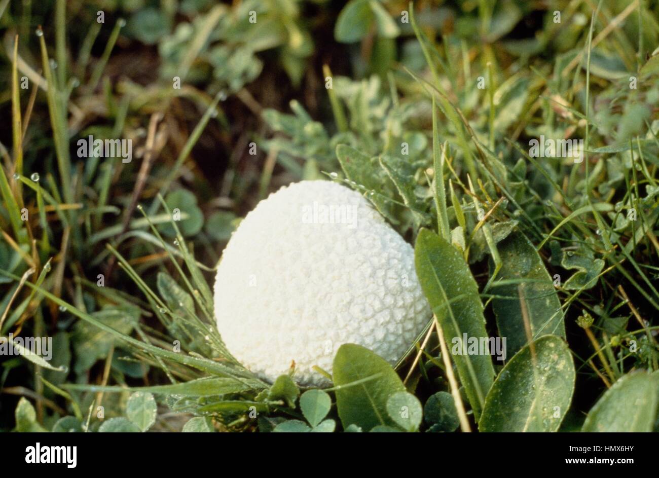 Mosaic puffball (Calvatia utriformis), Lycoperdaceae Stock Photo - Alamy