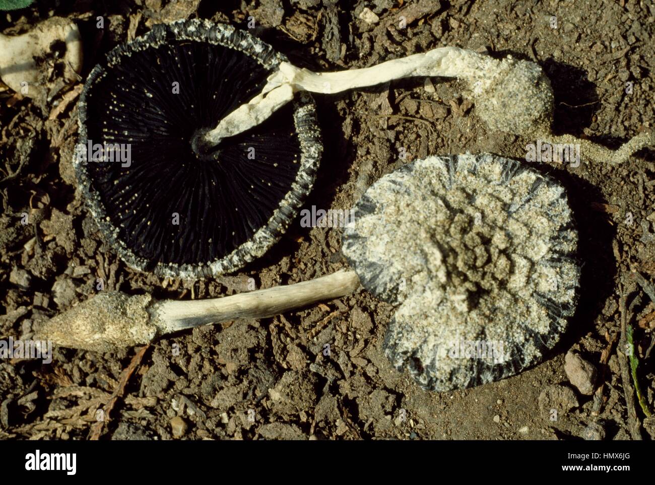 Two examples of Coprinus vosoustii, Coprinaceae Stock Photo - Alamy