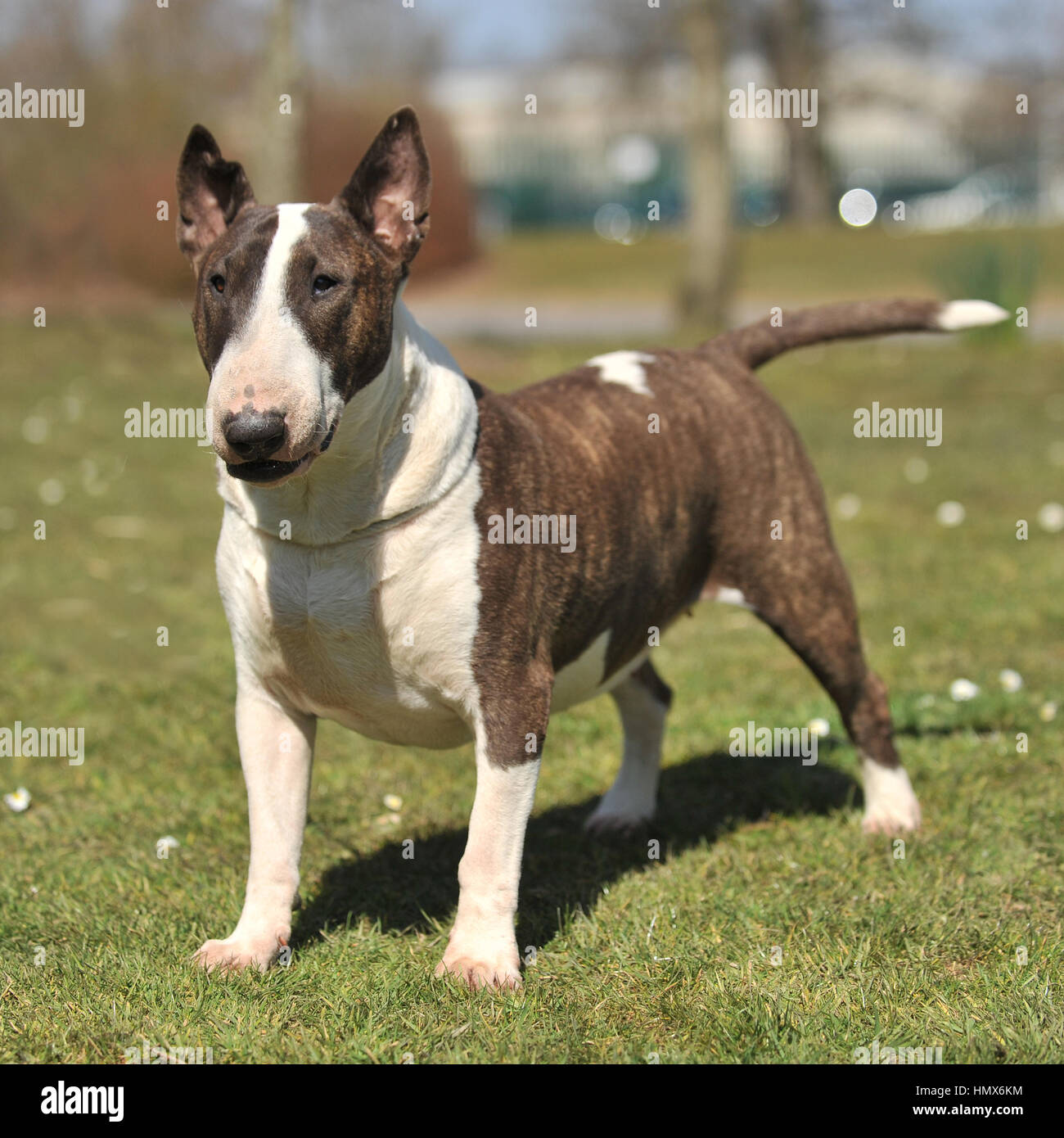 english bull terrier Stock Photo - Alamy