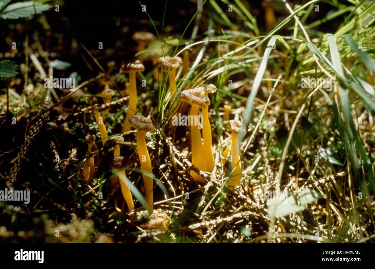 Yellow Foot (Cantharellus lutescens), Cantharellaceae Stock Photo - Alamy