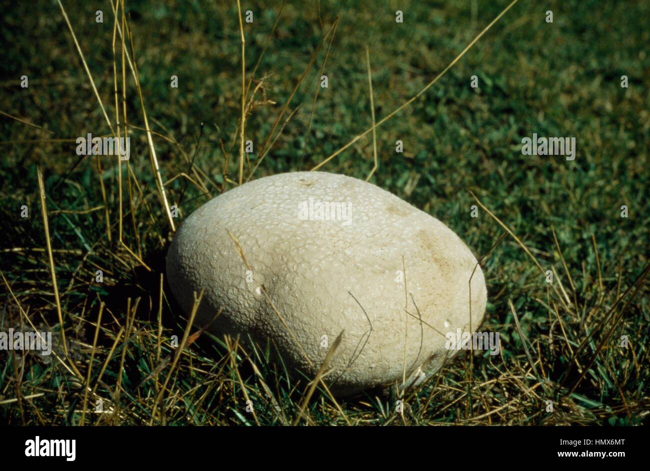 Mosaic puffball (Calvatia utriformis), Lycoperdaceae Stock Photo - Alamy