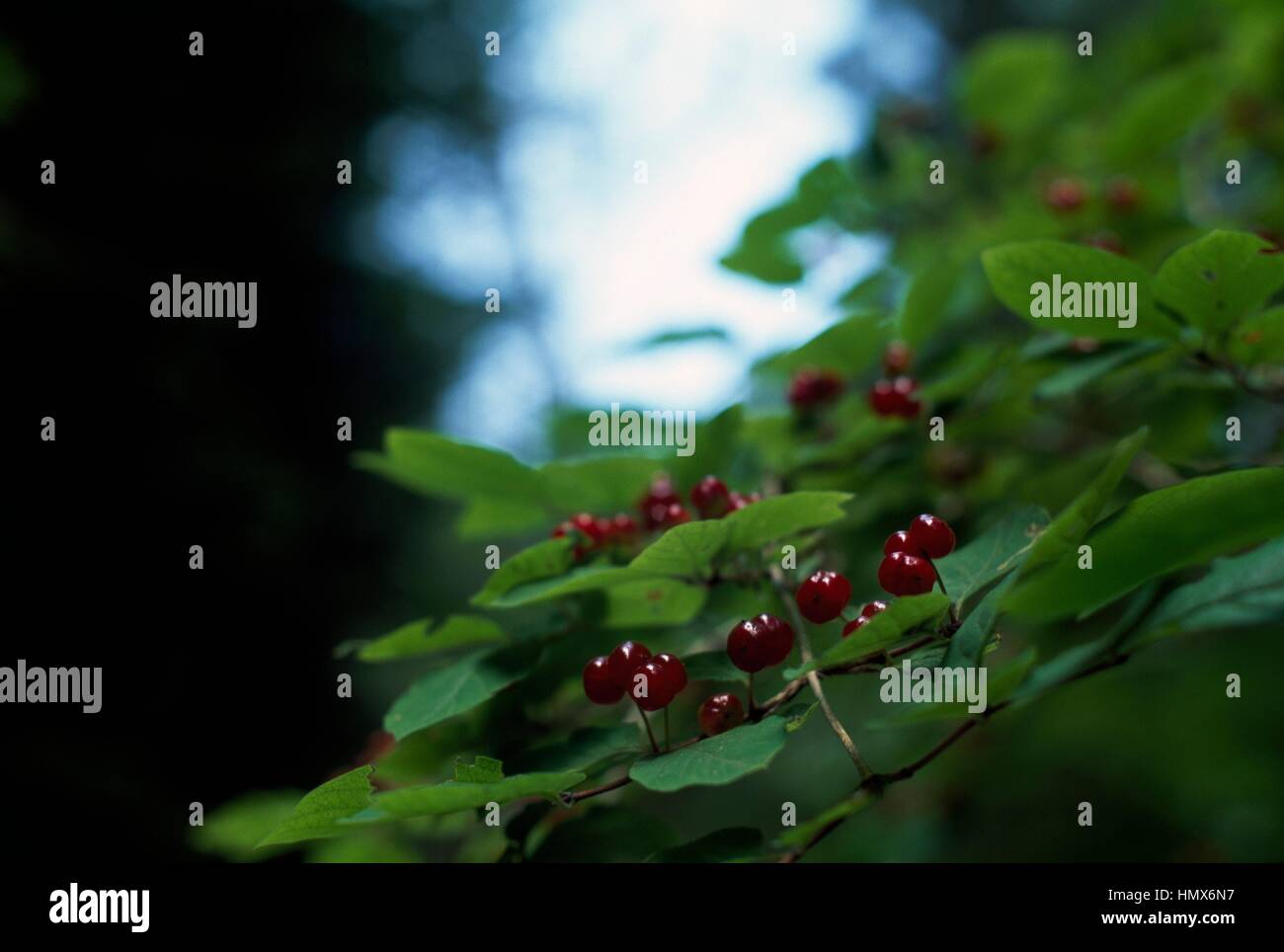 European Cornel (Cornus mas), Cornaceae Stock Photo - Alamy