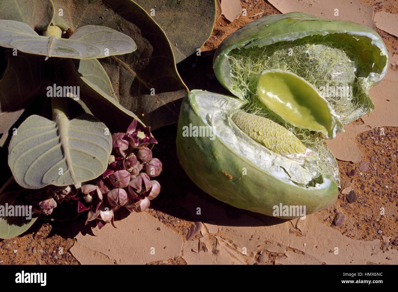 Fruit of the Sodom Apple or Calotropis procera, Asclepiadaceae, Acacus ...
