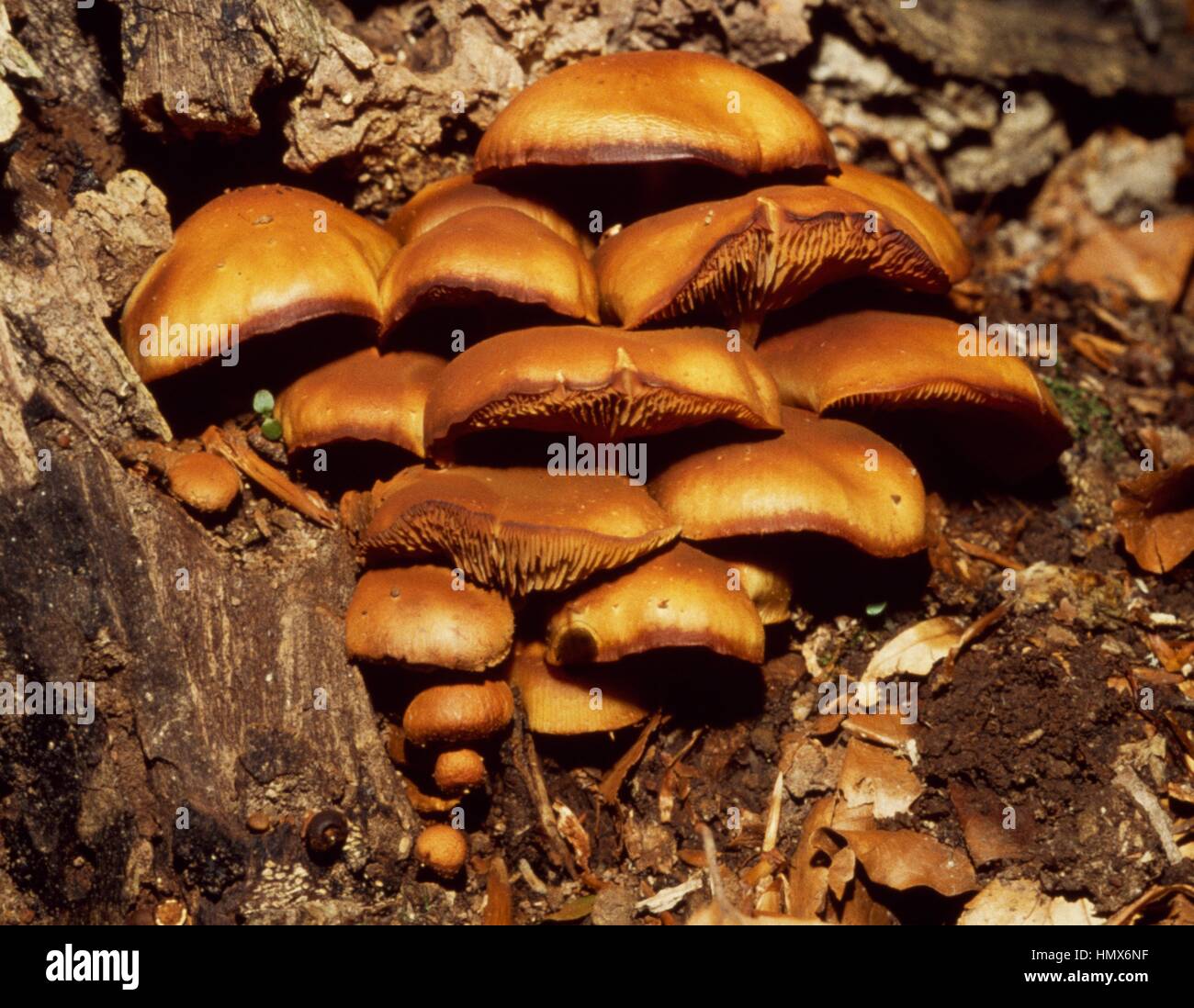 Cluster of overlapping fungi Stock Photo - Alamy