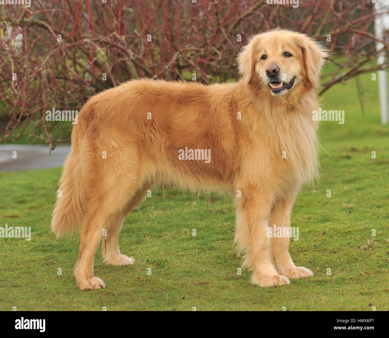 hovawart dog Stock Photo - Alamy