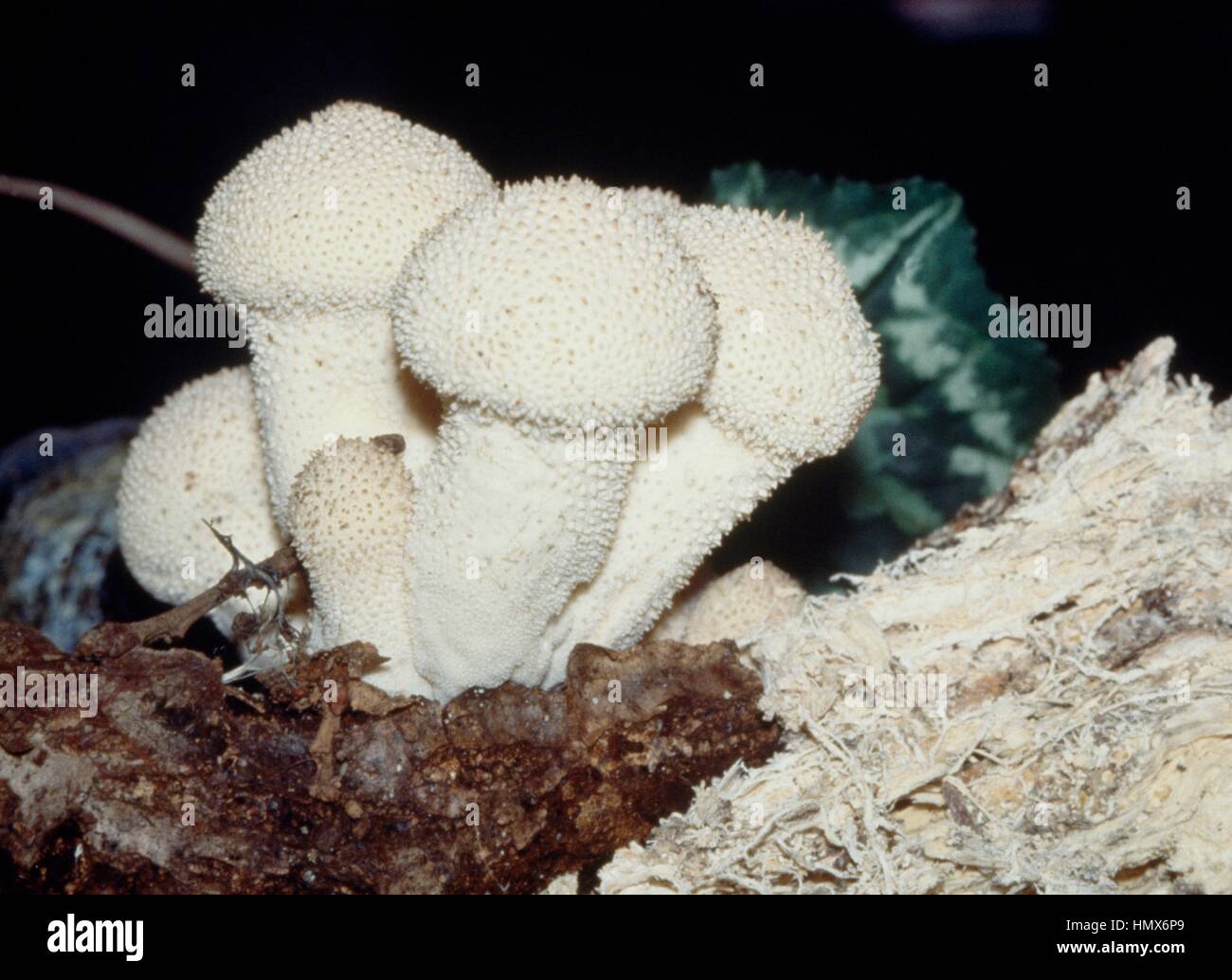 Examples of Common puffball, Warted puffball, Gem-studded puffball or ...