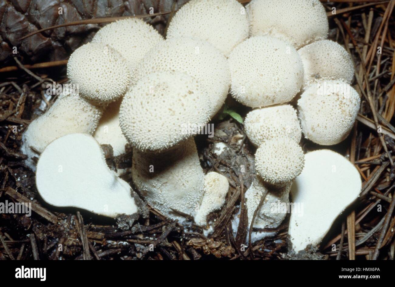 Examples of Common puffball, Warted puffball, Gem-studded puffball or ...