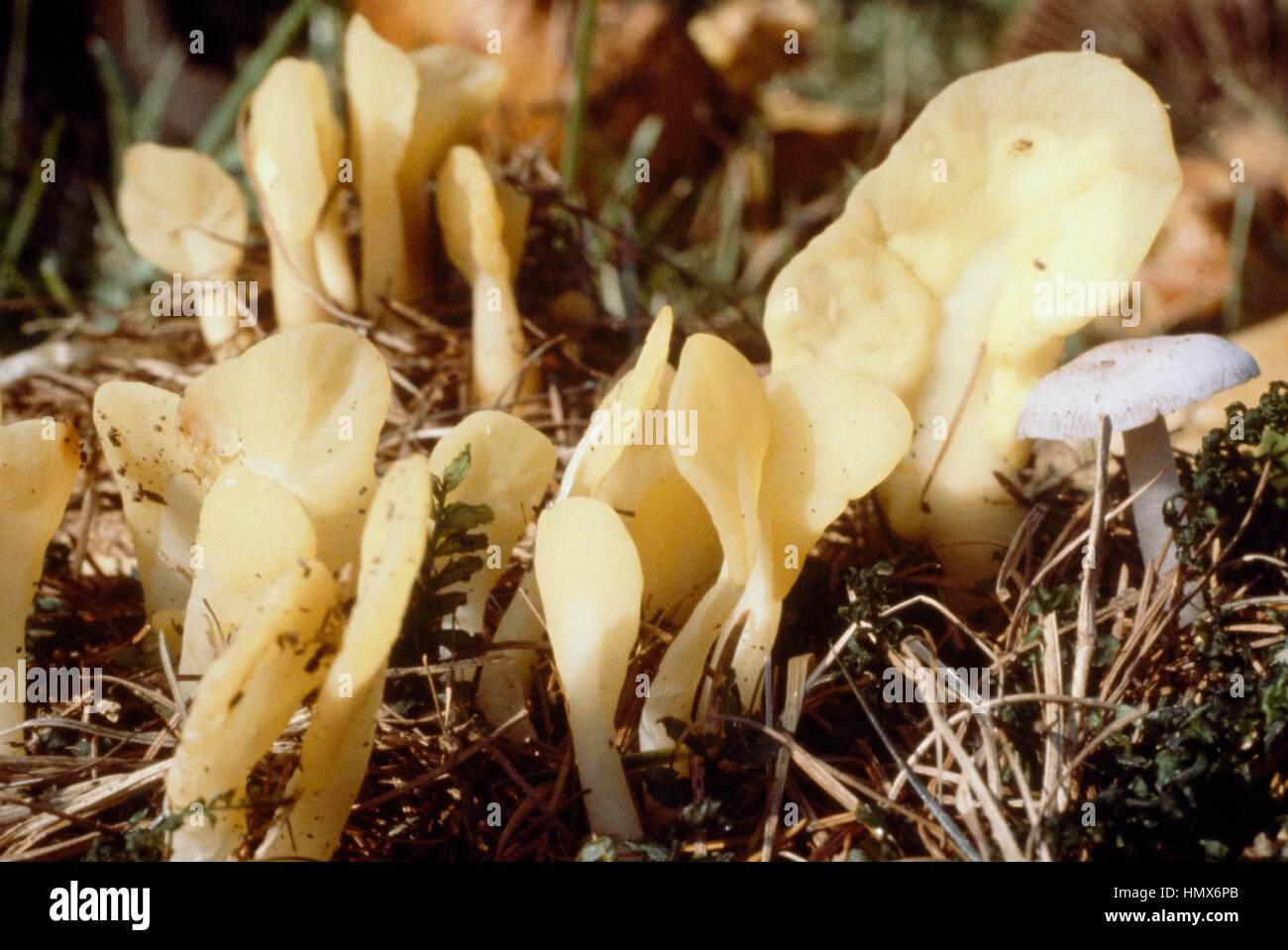 Yellow earth tongue, Yellow fan or Fairy fan (Spathularia flavida ...