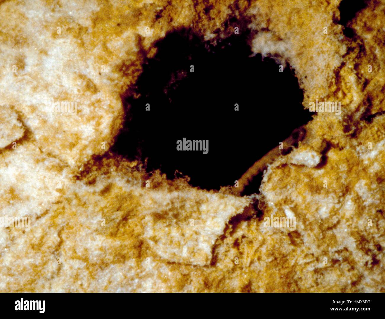 Common puffball, Warted puffball, Gem-studded puffball or Devil's snuff ...