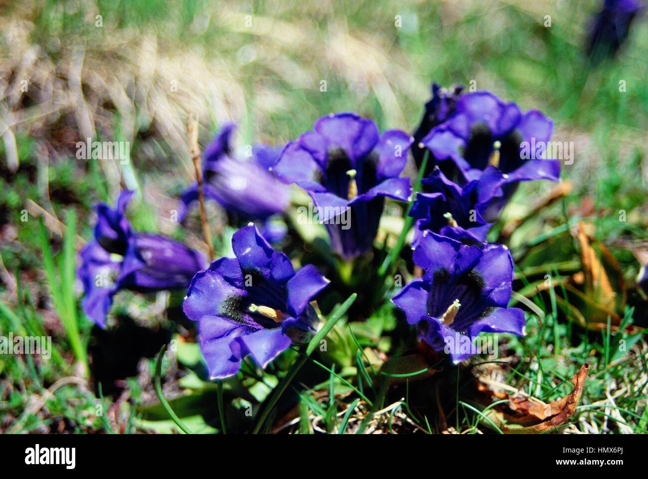 Stemless gentian flowers (Gentiana acaulis), Gentianaceae Stock Photo ...