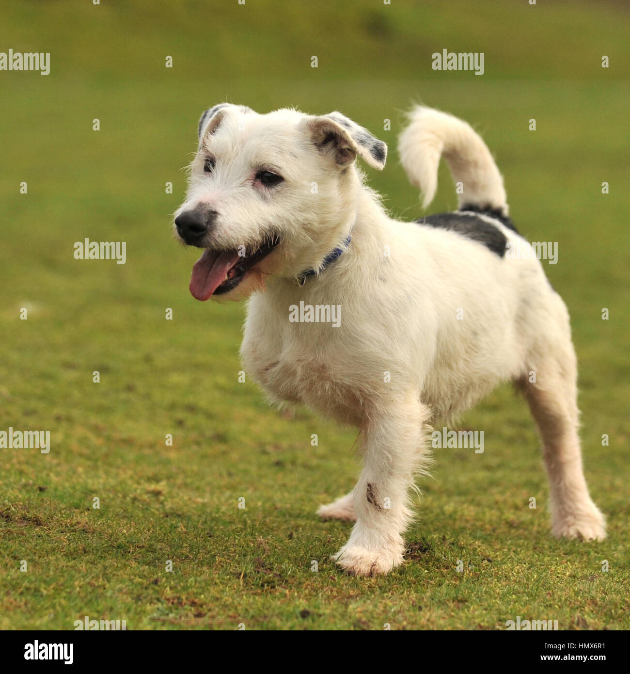 jack russell terrier with three legs Stock Photo - Alamy