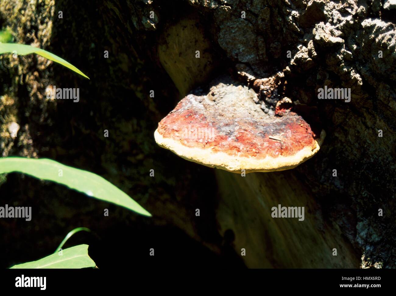 Red Banded Polypore (Fomitopsis pinicola), Fomitopsidaceae Stock Photo ...