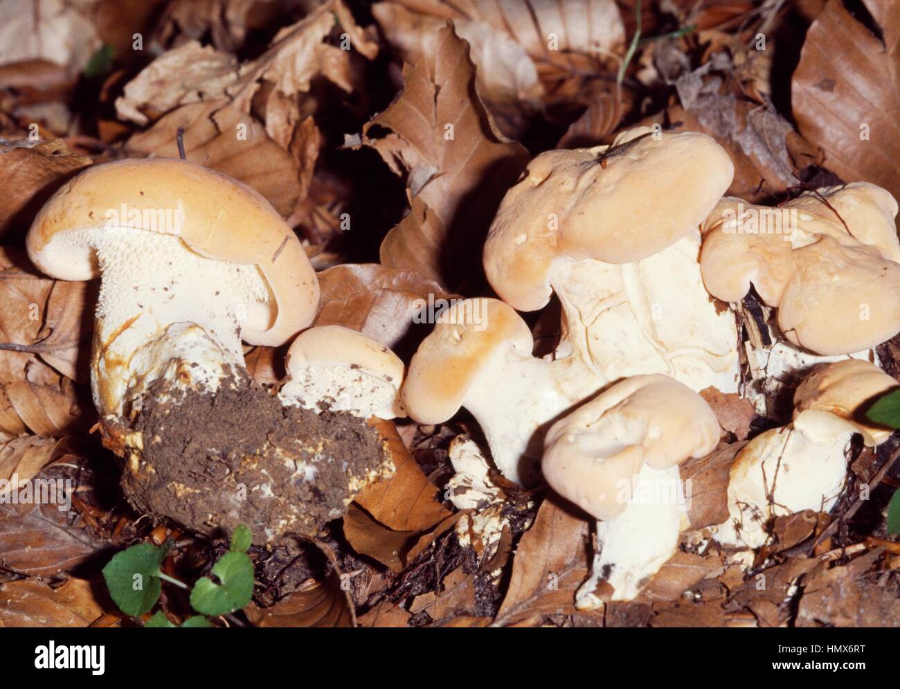 Exampes of Wood Hedgehog or Hedgehog mushroom (Hydnum repandum ...