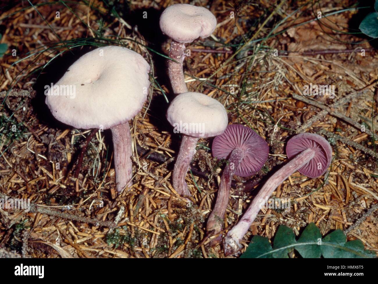 Lilac bonnet (Mycena pura), Tricholomataceae Stock Photo - Alamy