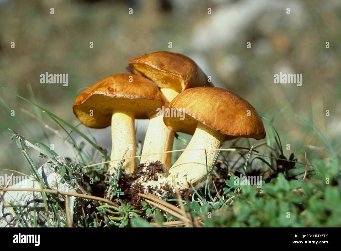 Cluster of Weeping bolete, or Granulated bolete (Suillus granulatus ...