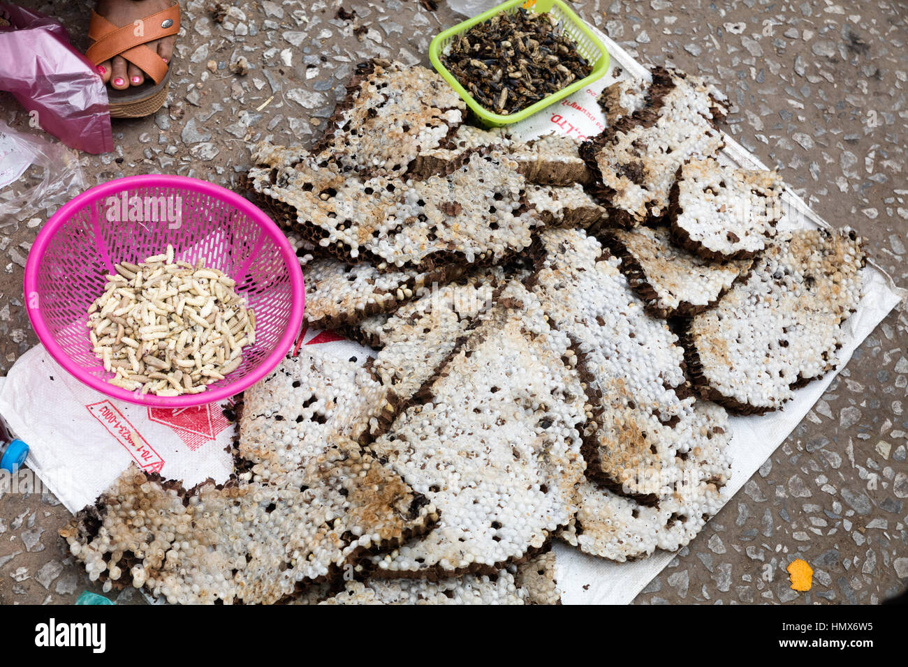 Wasp eating larvae hi-res stock photography and images - Alamy